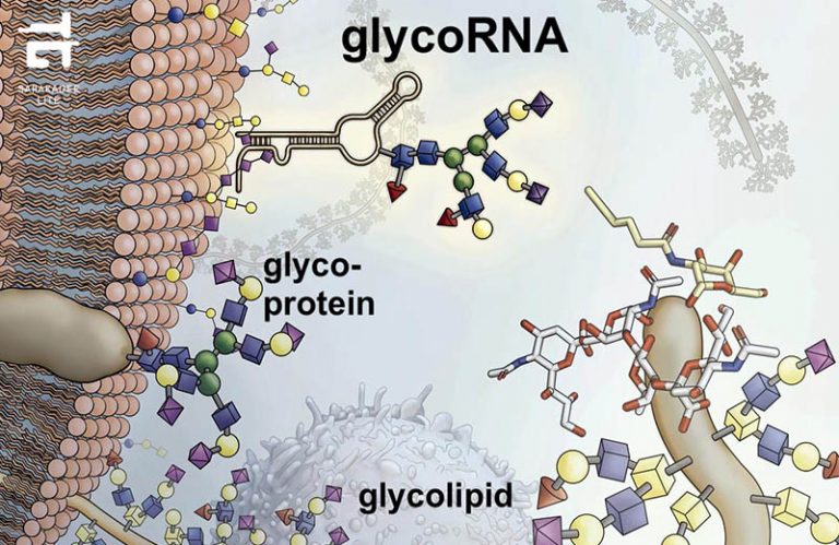 ไขปริศนา ชีวโมเลกุล กับการค้นพบอาร์เอ็นเอชนิดใหม่ของโลก glycoRNAs ...